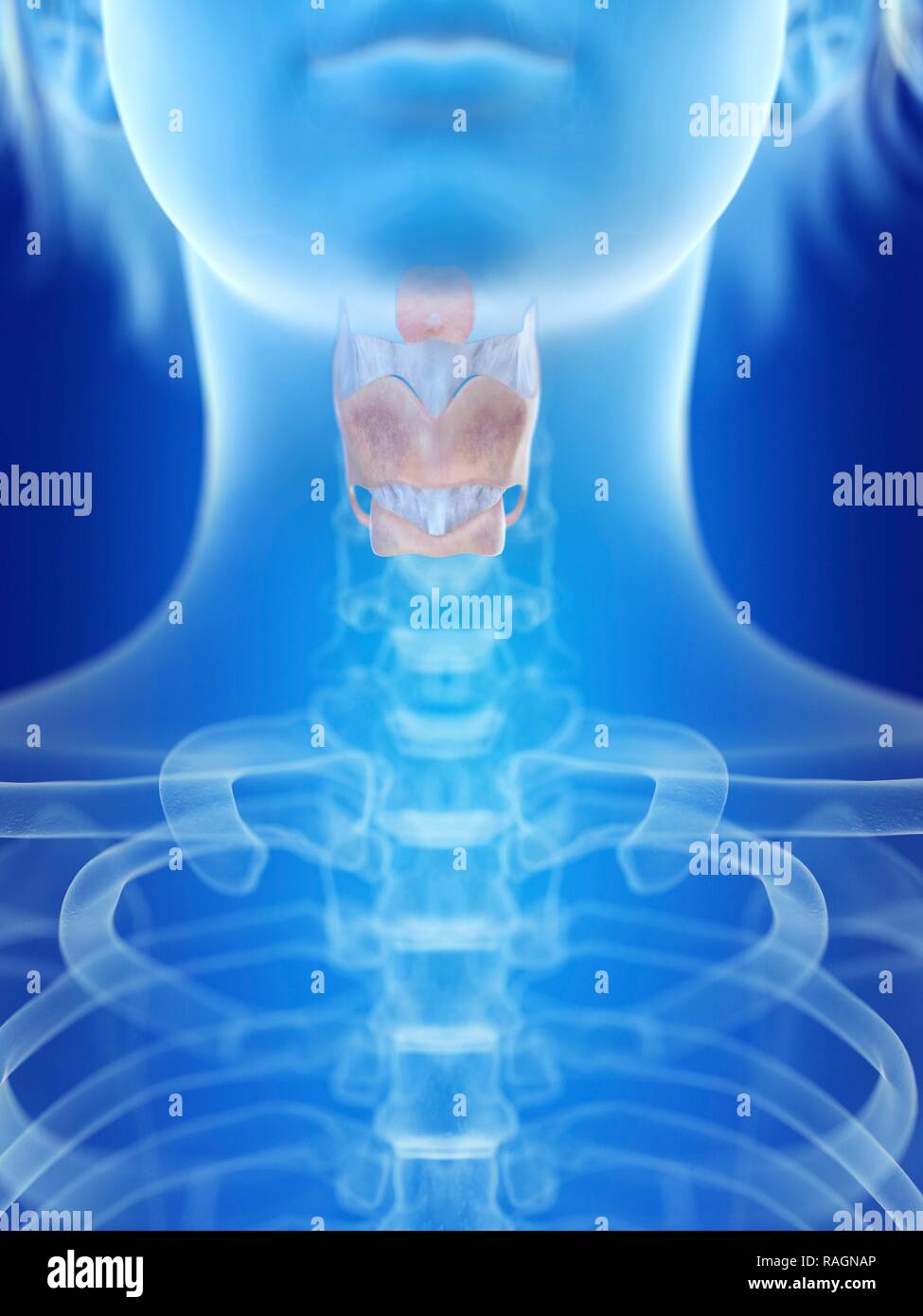 The Hyoid Bone Stockfotos & The Hyoid Bone Bilder - Alamy
