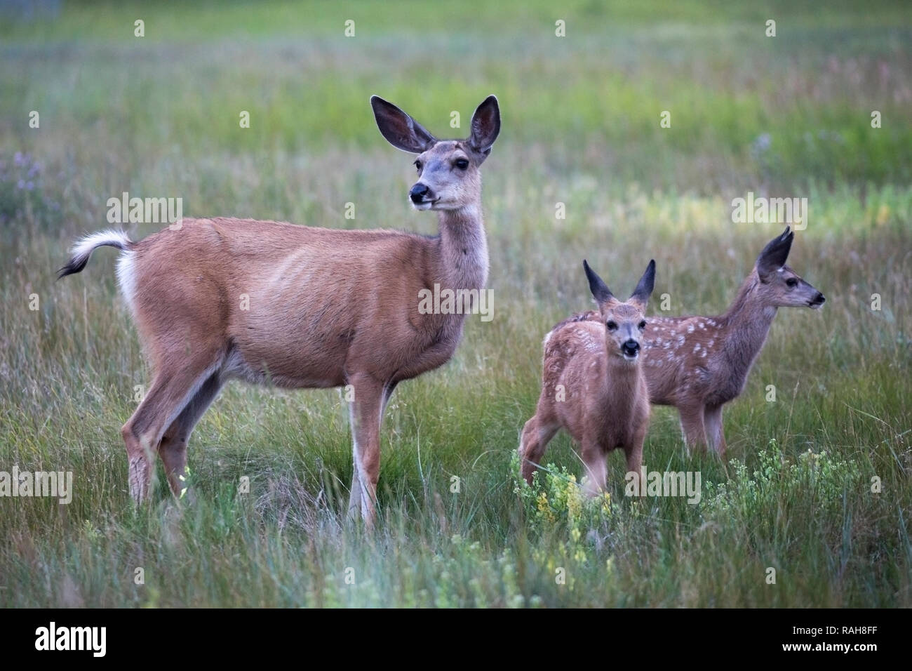 Zwilling tiere -Fotos und -Bildmaterial in hoher Auflösung – Alamy