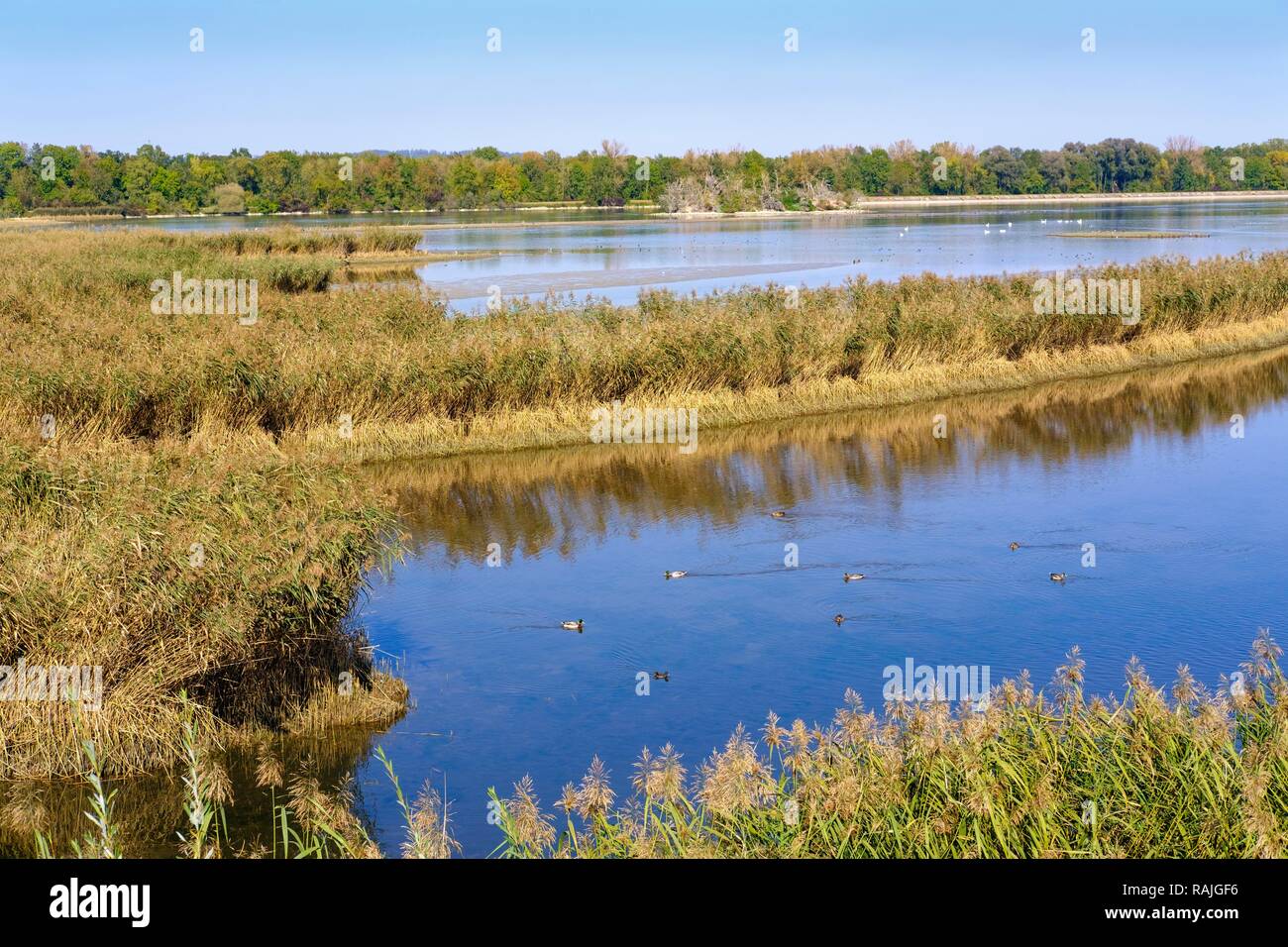 Echinger Stausee, Eching, Naturschutzgebiet Vogelschutzgebiet Mittlere ...