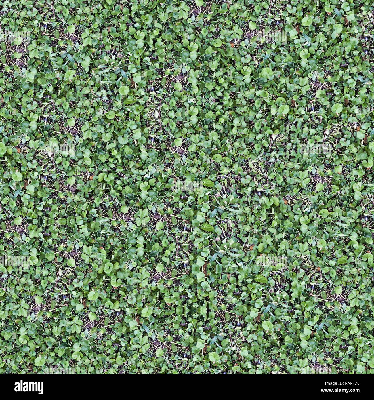 Grass Seamless Texture Stockfotos und -bilder Kaufen - Seite 3 - Alamy
