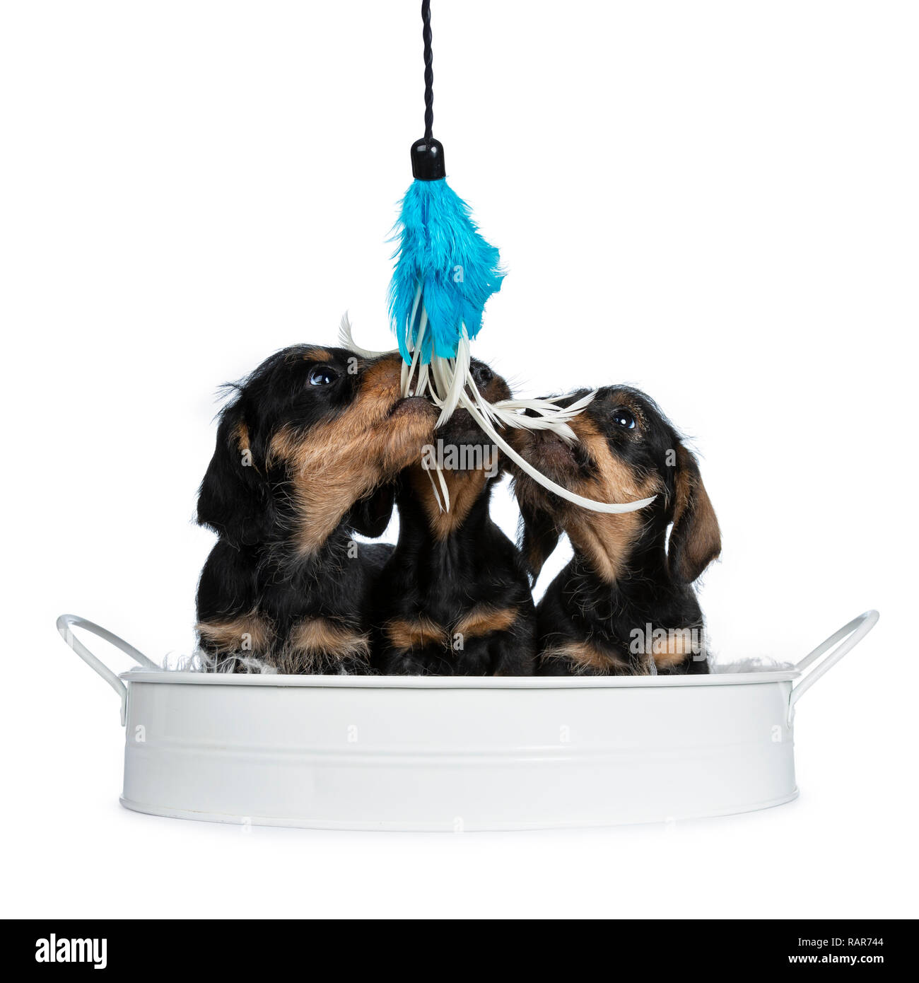 Dackel welpen teckel puppies -Fotos und -Bildmaterial in hoher ...