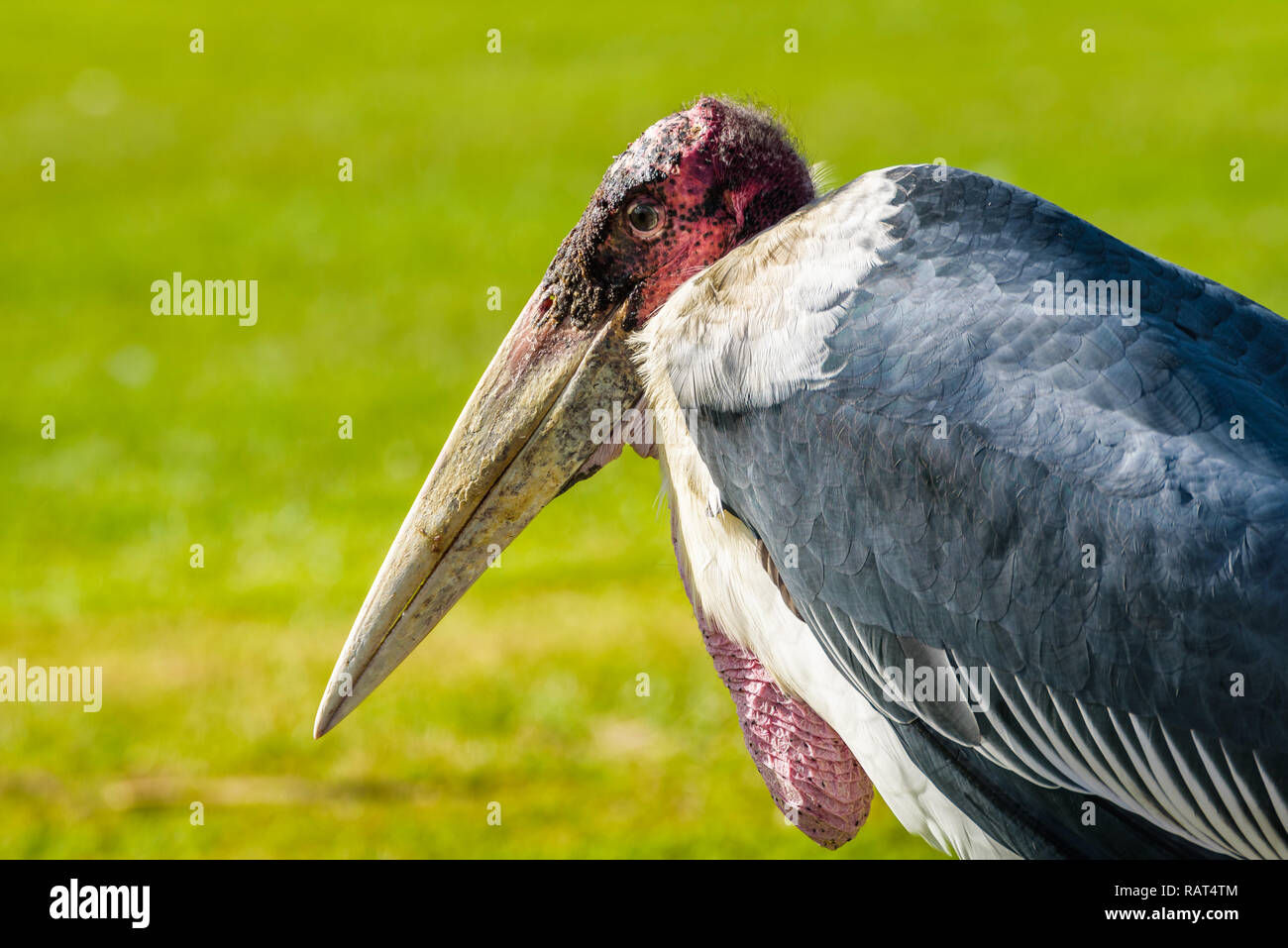 Roter Flügelpark Stockfotos und -bilder Kaufen - Alamy