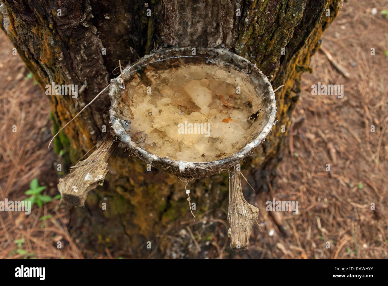 Pine Sap Stockfotos und -bilder Kaufen - Alamy