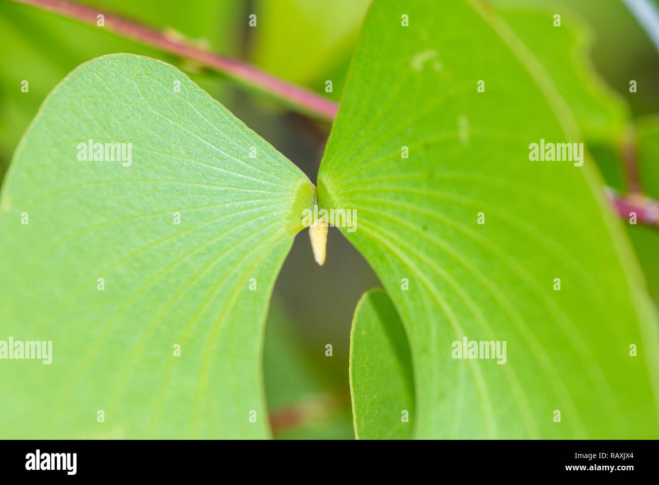 Namibia mopane tree -Fotos und -Bildmaterial in hoher Auflösung – Alamy