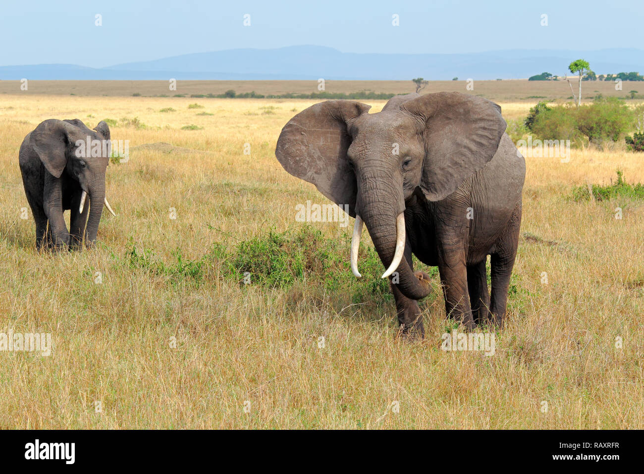 Elefant masai mara -Fotos und -Bildmaterial in hoher Auflösung – Alamy