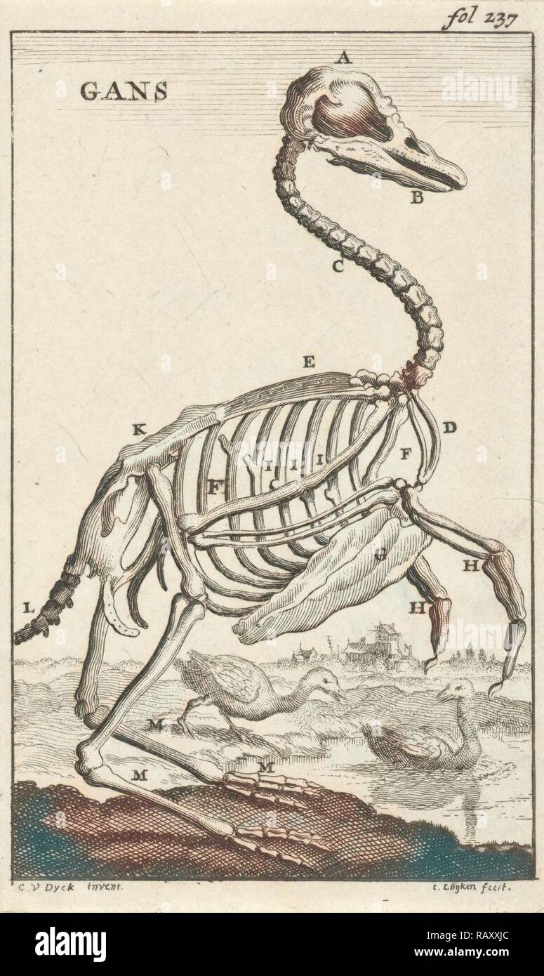 Goose skeleton -Fotos und -Bildmaterial in hoher Auflösung – Alamy