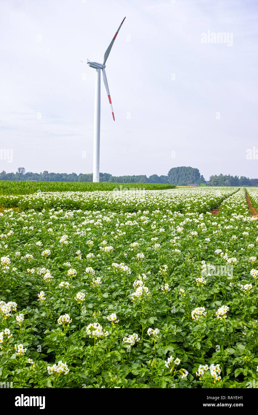 Blühende Felder der Kartoffel, Kartoffeln Pflanzen mit weißen Blumen ...