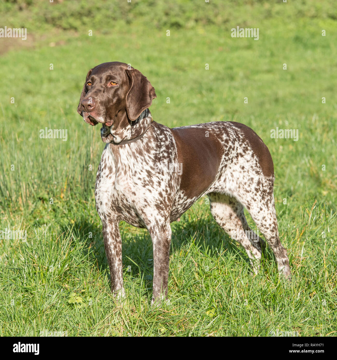 Deutscher kurzhaariger -Fotos und -Bildmaterial in hoher Auflösung – Alamy