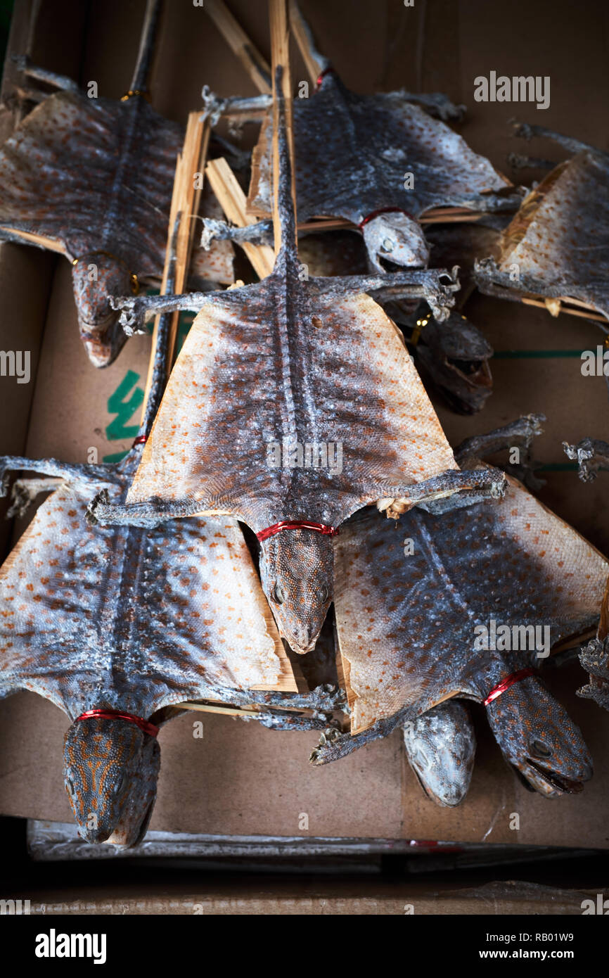 Tokay gecko gecko gecko dead -Fotos und -Bildmaterial in hoher ...