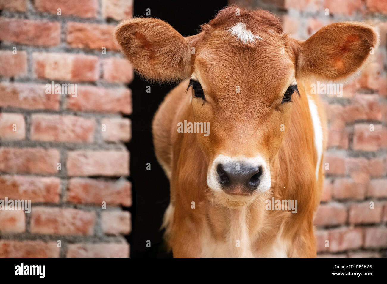 Kalb im stall -Fotos und -Bildmaterial in hoher Auflösung – Alamy