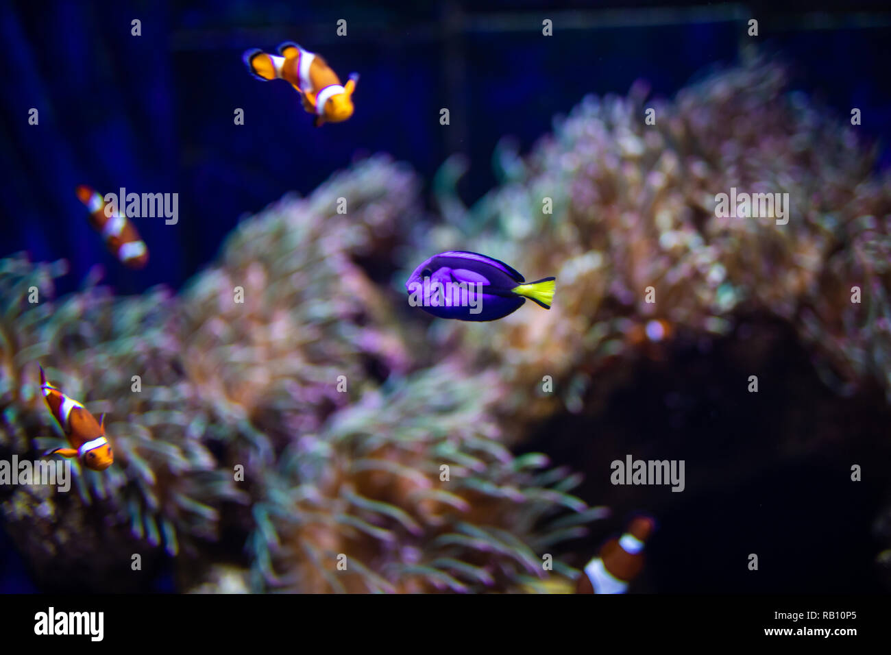 Tiefsee Fische Stockfotos und -bilder Kaufen - Alamy