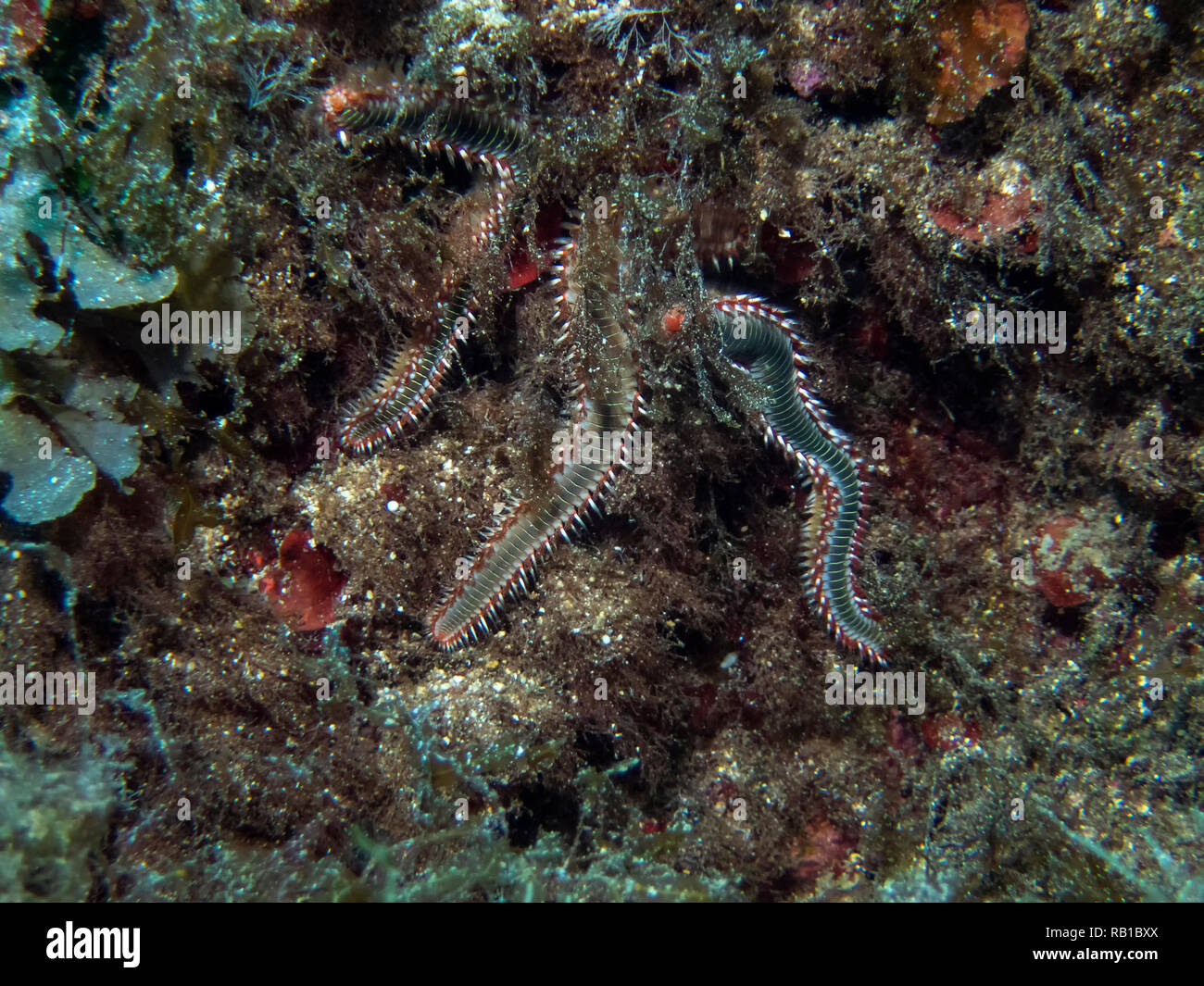 Fire bristle worm Stockfotos und -bilder Kaufen - Alamy