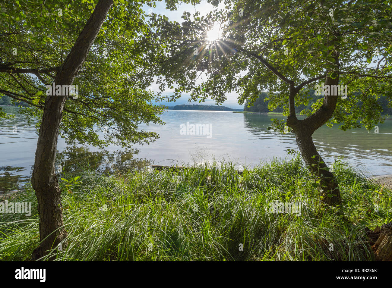 Im Sommer am See, See Großer Stechlinsee, Neuglobsow, Rheinsberg ...