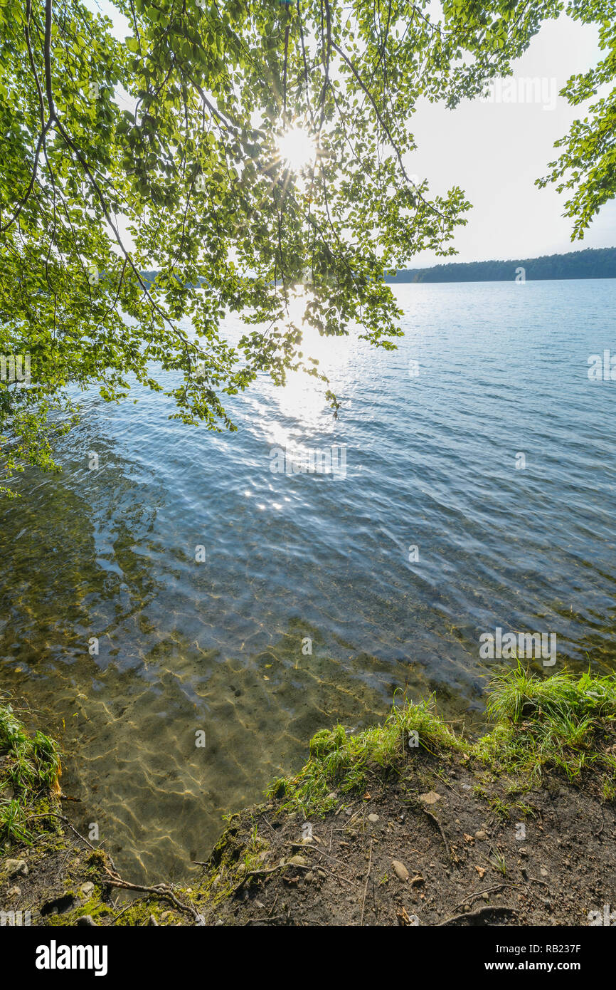 Im Sommer am See, See Großer Stechlinsee, Neuglobsow, Rheinsberg ...