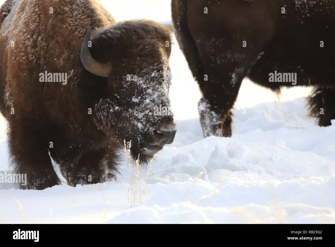 Amerikanisches bison bison bison gesicht -Fotos und -Bildmaterial in ...