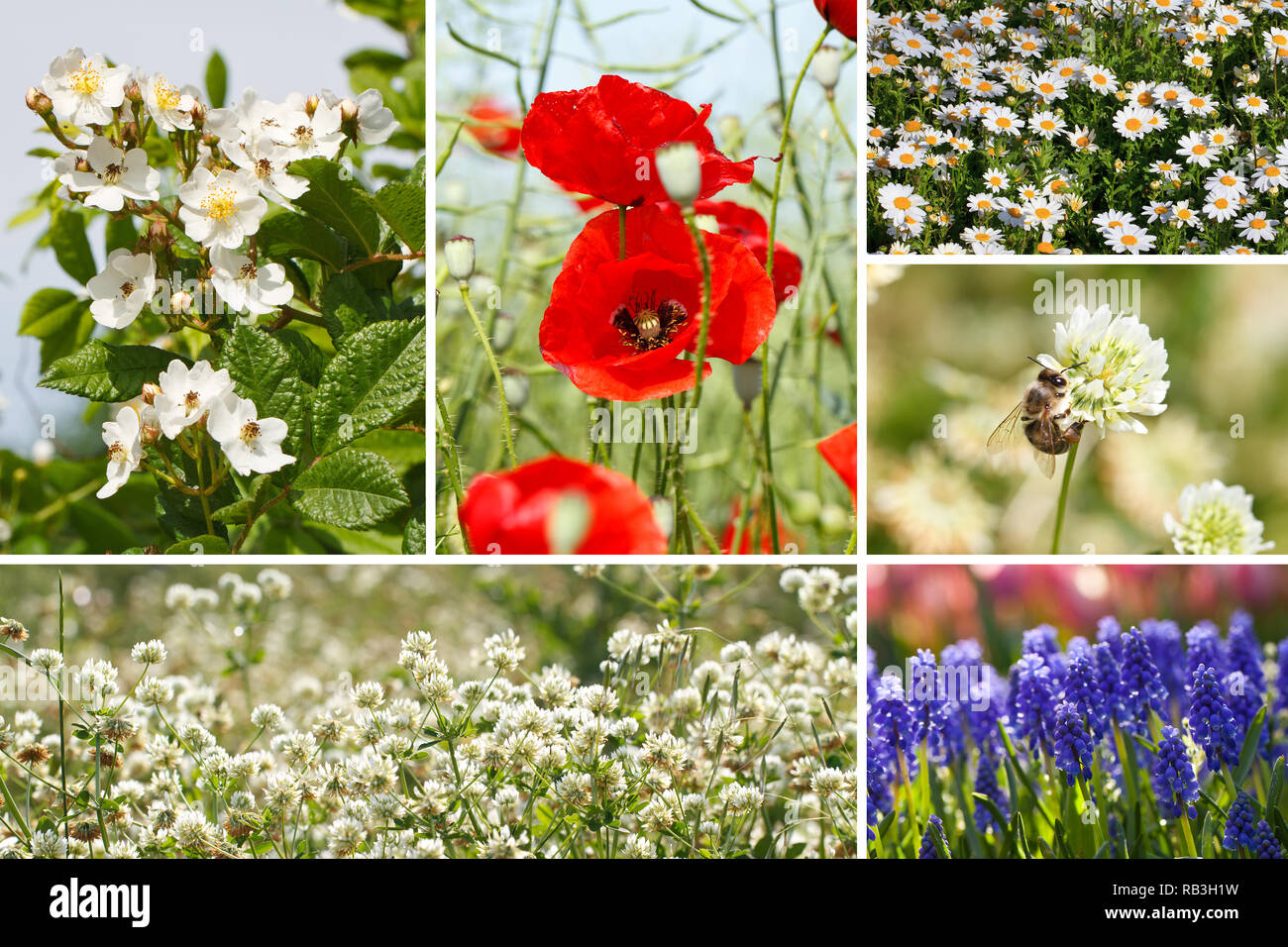 Gelbe blume lila adern -Fotos und -Bildmaterial in hoher Auflösung – Alamy