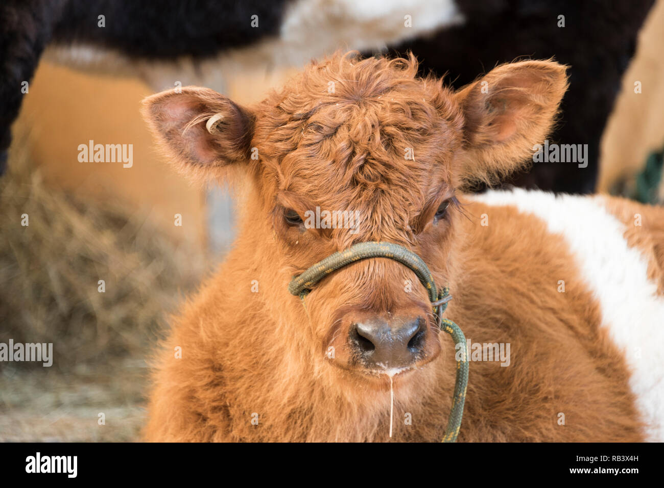 Curly cow -Fotos und -Bildmaterial in hoher Auflösung – Alamy