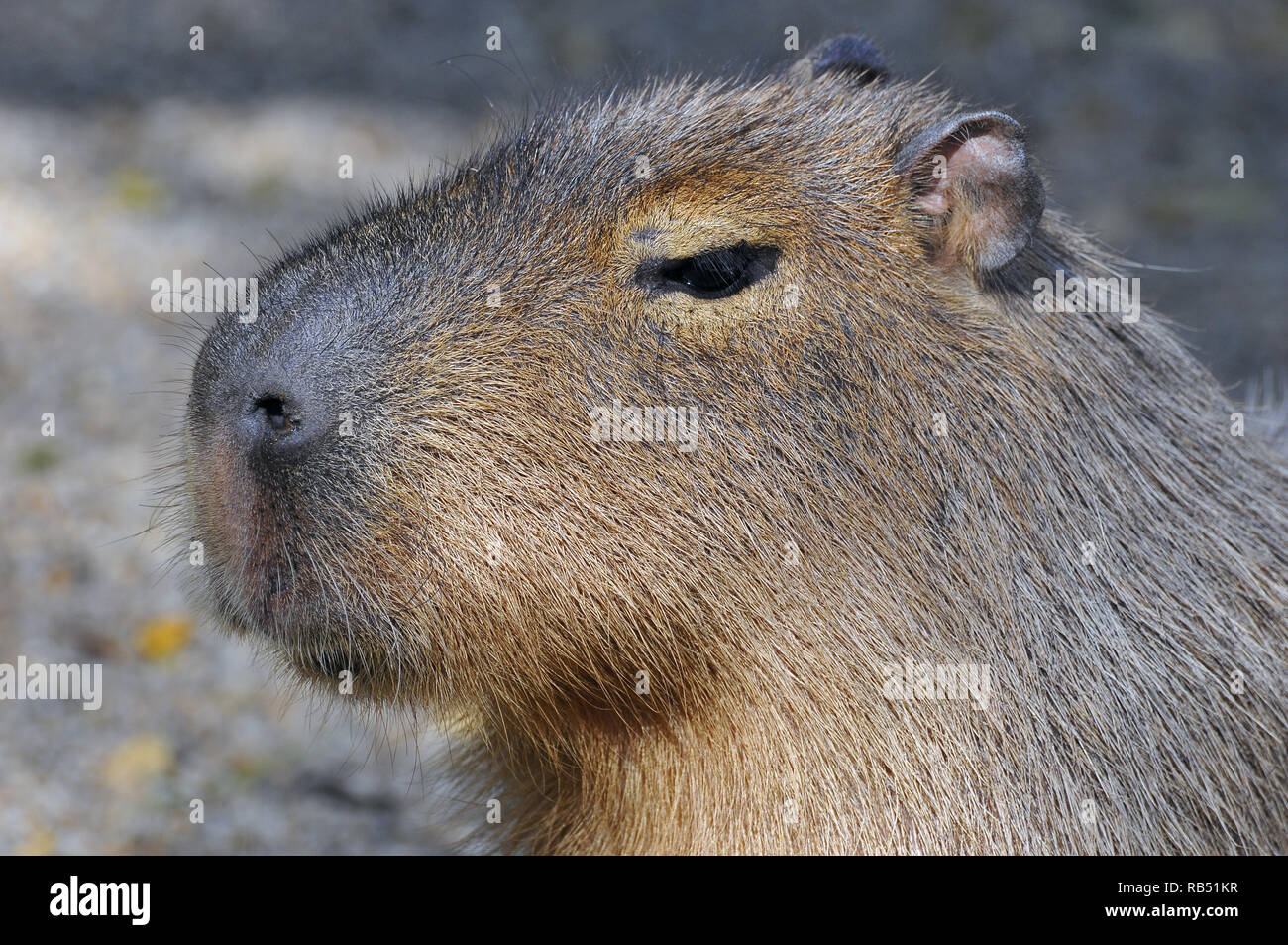 Hydrochoerus Arten Stockfotos und -bilder Kaufen - Alamy