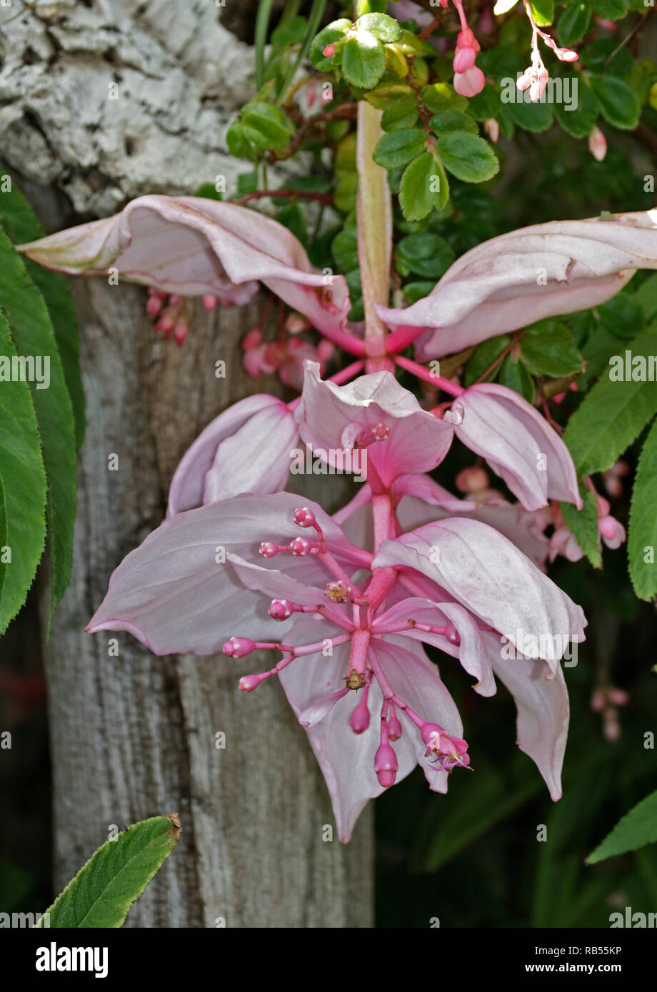 Medinilla magnifica -Fotos und -Bildmaterial in hoher Auflösung – Alamy