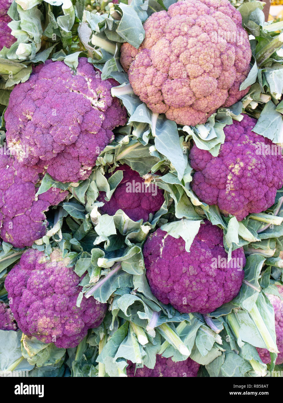 Lila brocoli -Fotos und -Bildmaterial in hoher Auflösung – Alamy