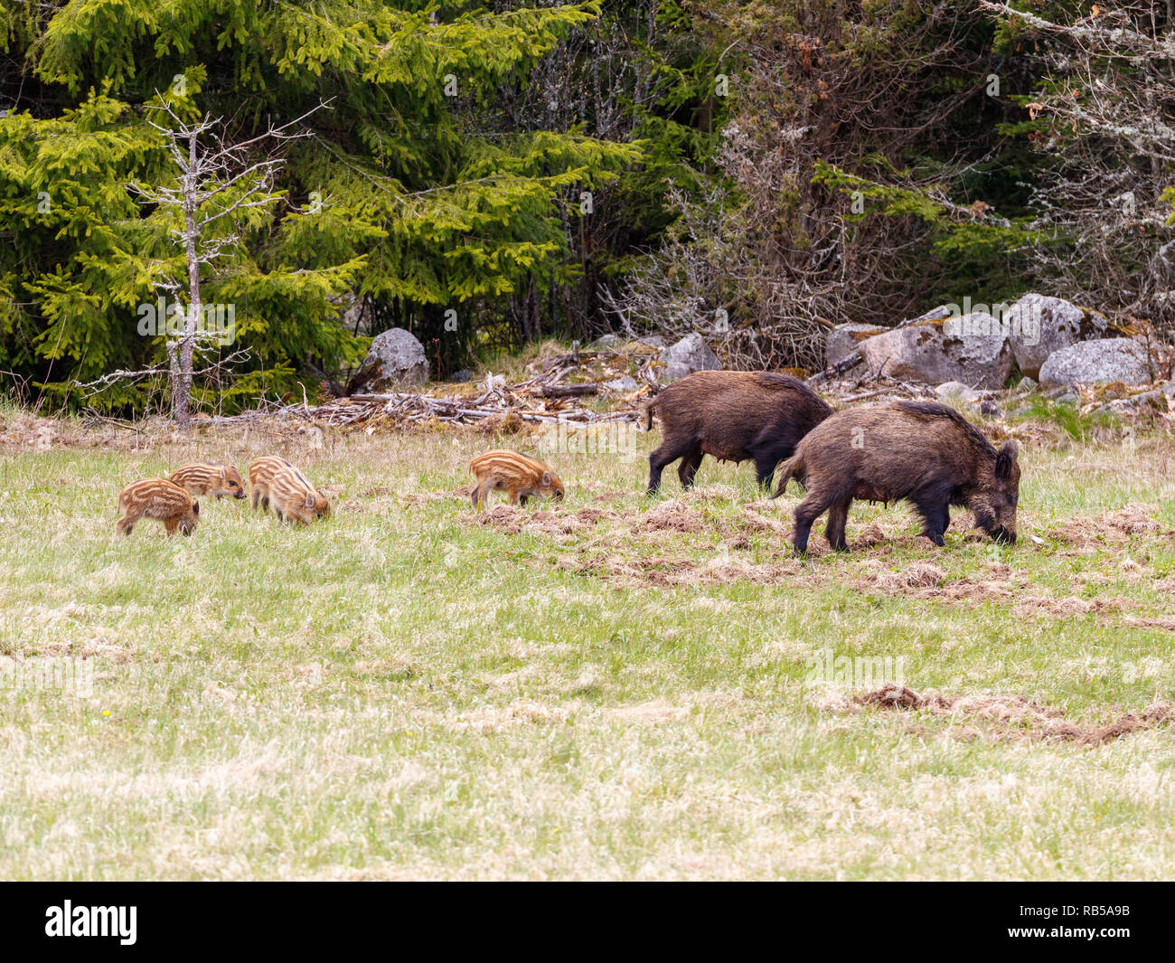 Neugeborene wildschwein ferkel -Fotos und -Bildmaterial in hoher ...