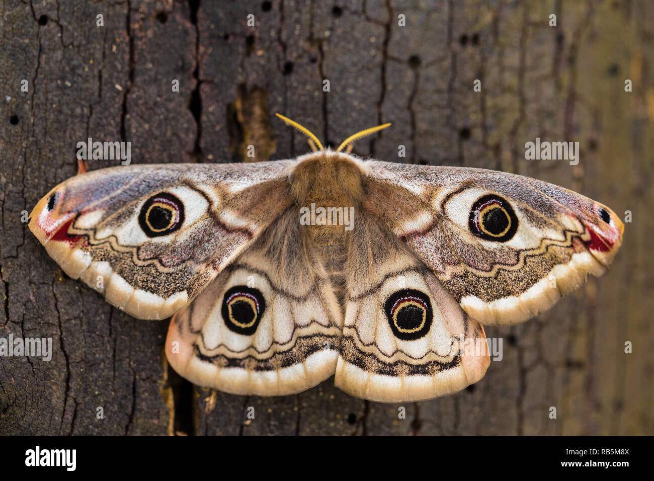 Nachtfalter motte -Fotos und -Bildmaterial in hoher Auflösung – Alamy
