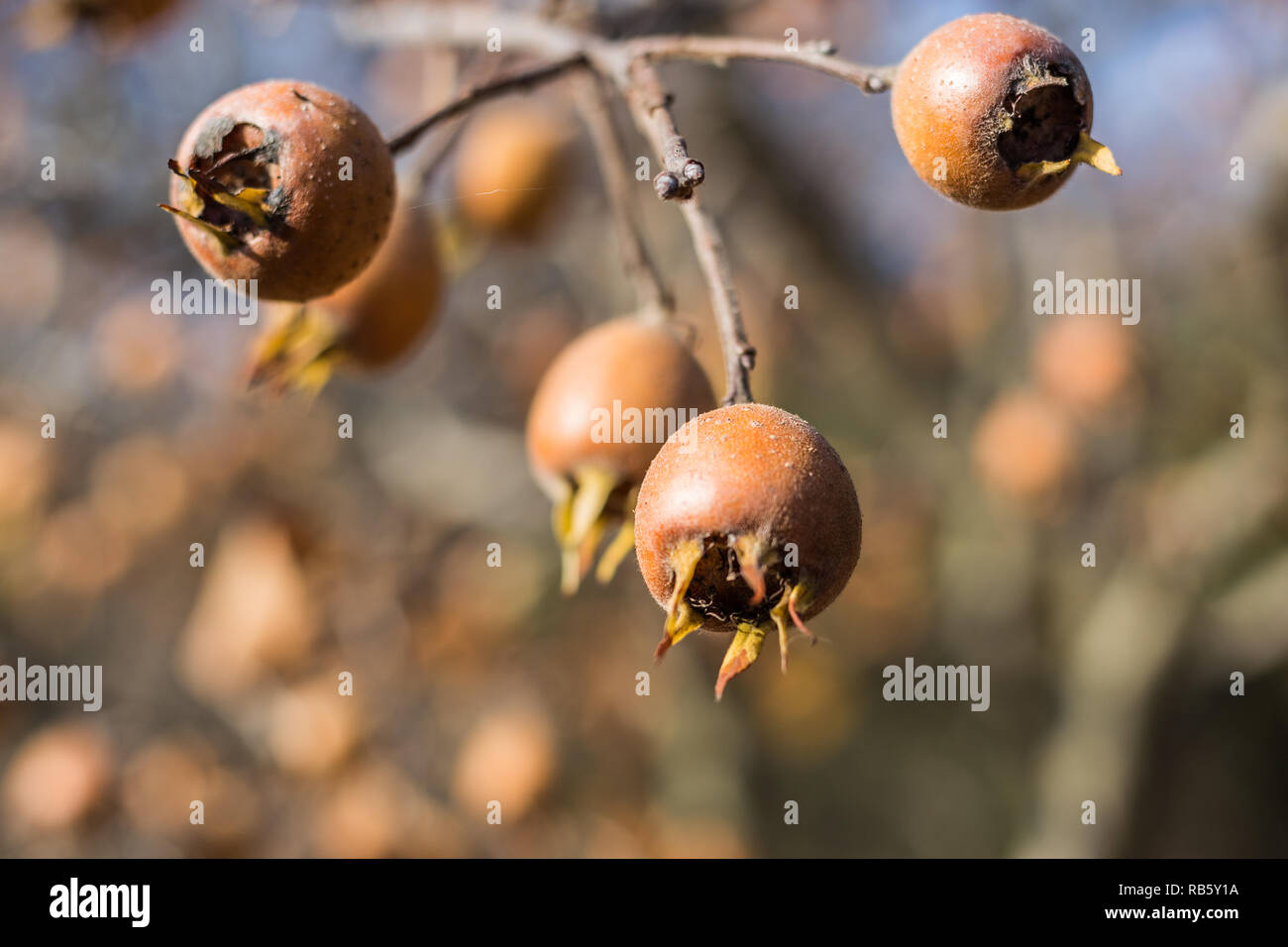 Mispel hintergrund -Fotos und -Bildmaterial in hoher Auflösung – Alamy