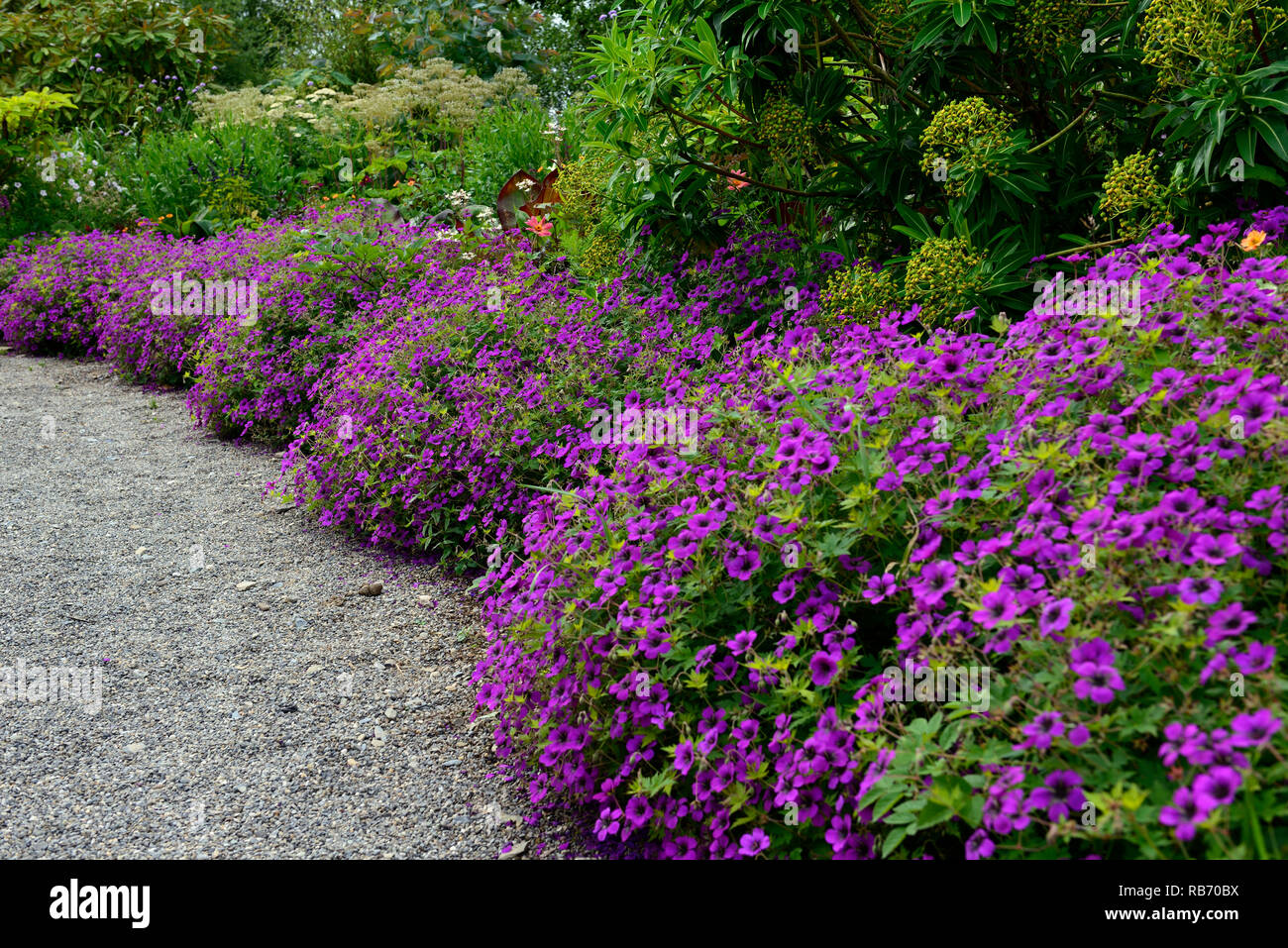 Geranium Anne Thomson, Geranium procurrens x Geranium psilostemon ...