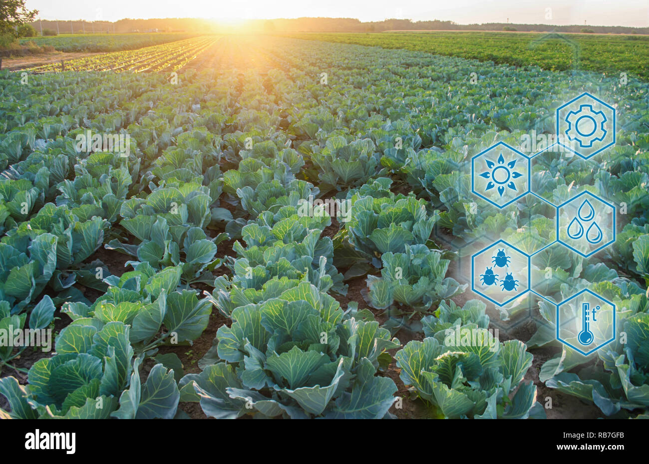 Kohl in das Feld ein. Hohe Technologien und Innovationen in der ...