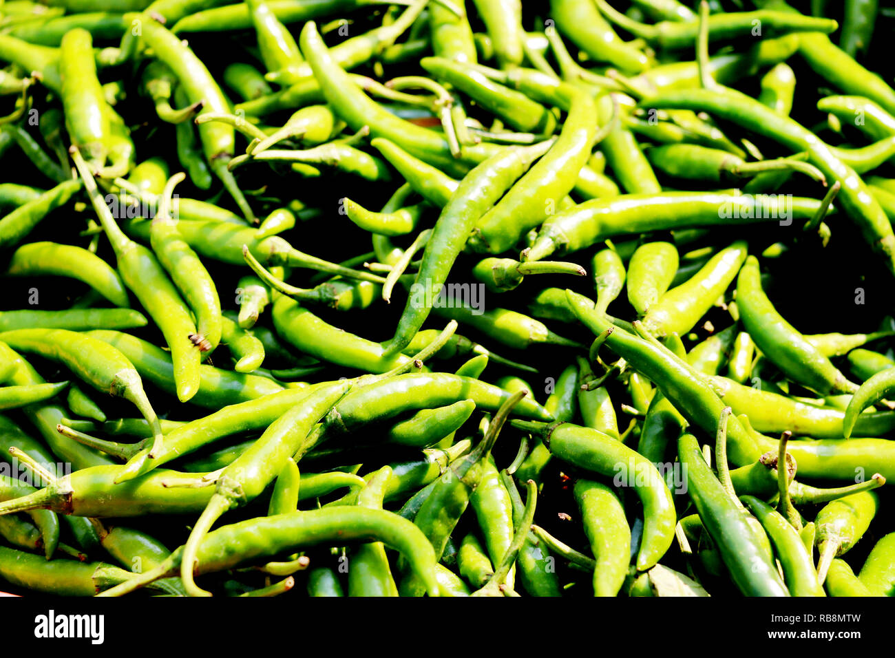 Grüne chilis -Fotos und -Bildmaterial in hoher Auflösung – Alamy