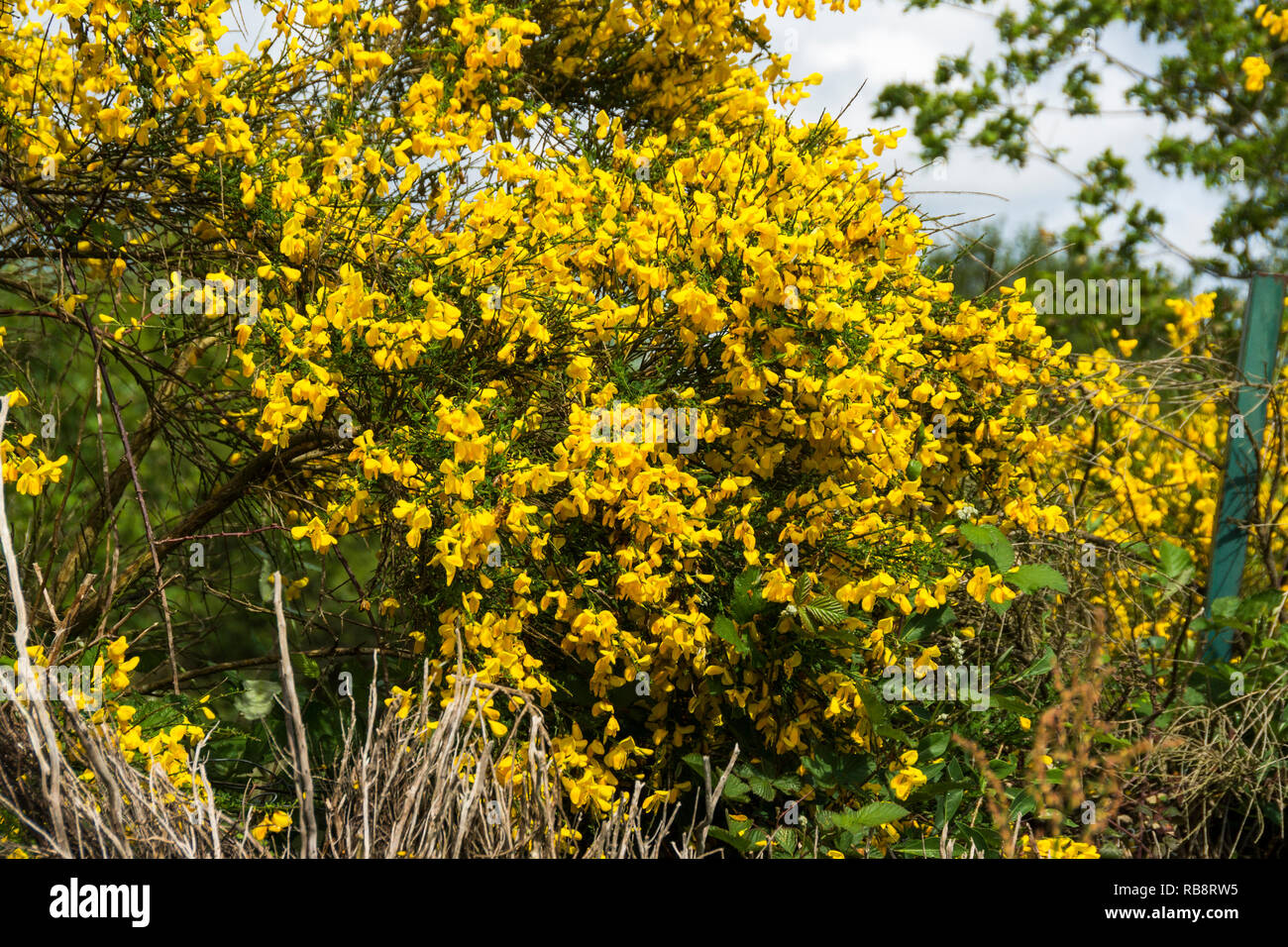 Ginster (cytisus Scoparius) in Blume in der Brenne im Zentrum von ...