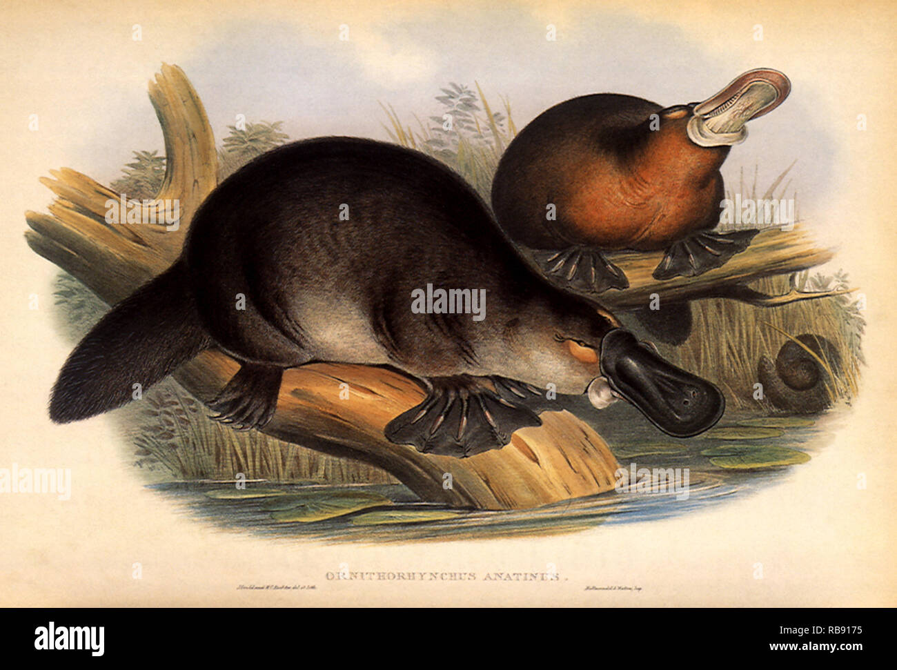 Duckbilled Platypus, Ornithorhynchus anatinus Stockfotografie - Alamy