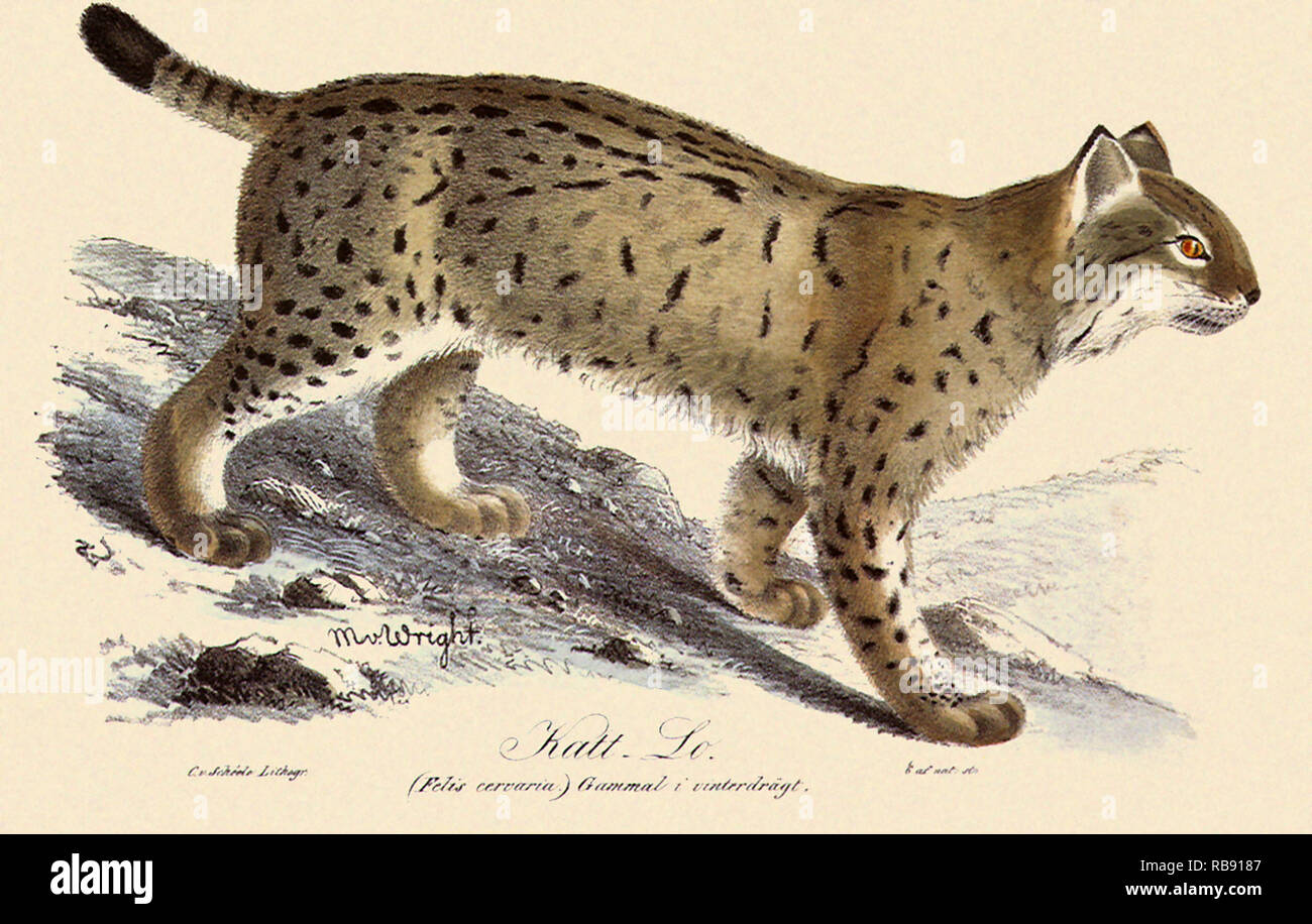 Luchs fuß -Fotos und -Bildmaterial in hoher Auflösung – Alamy