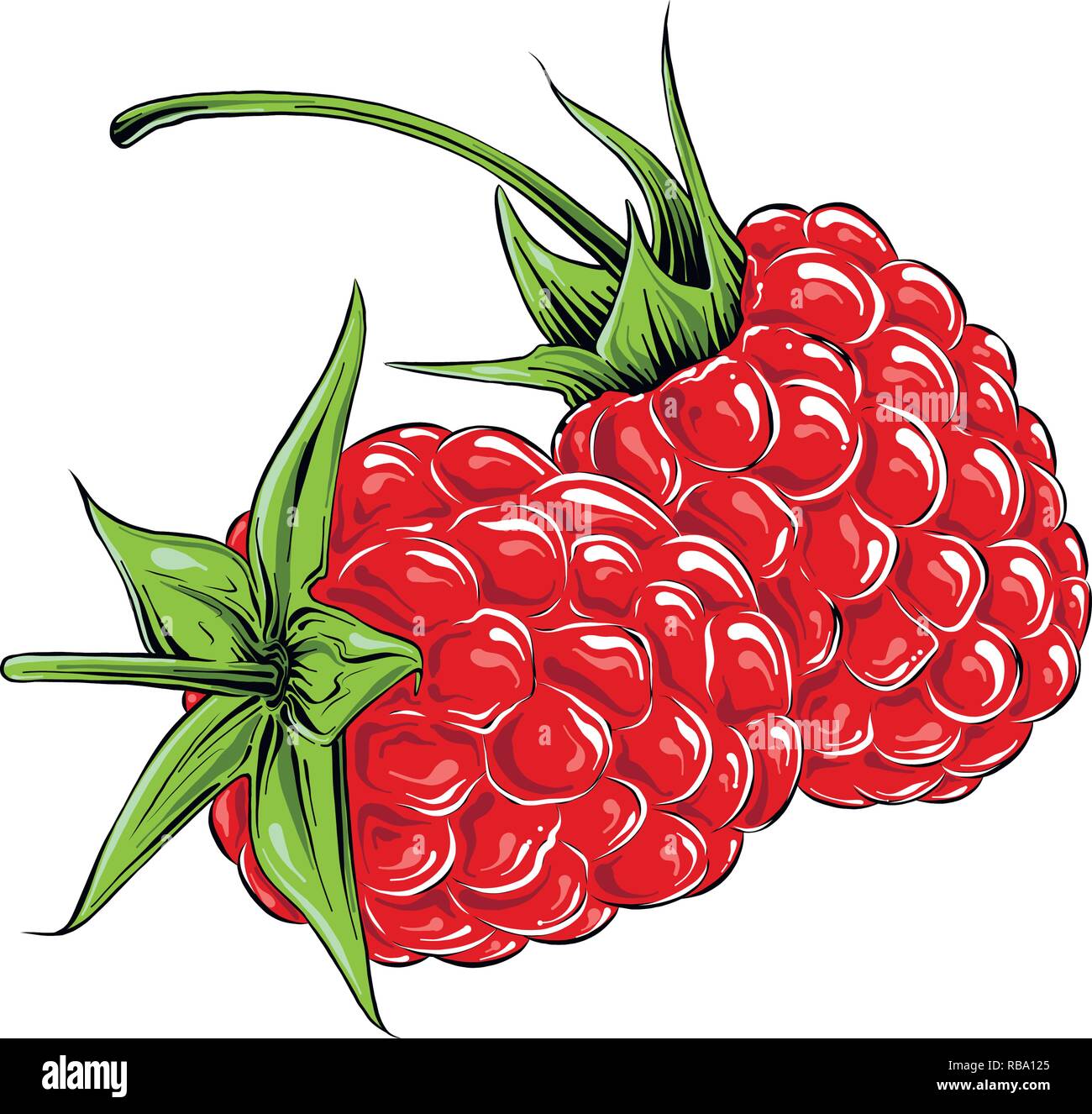 Hand gezeichnete Skizze von Himbeere in Farbe, auf weißem Hintergrund ...