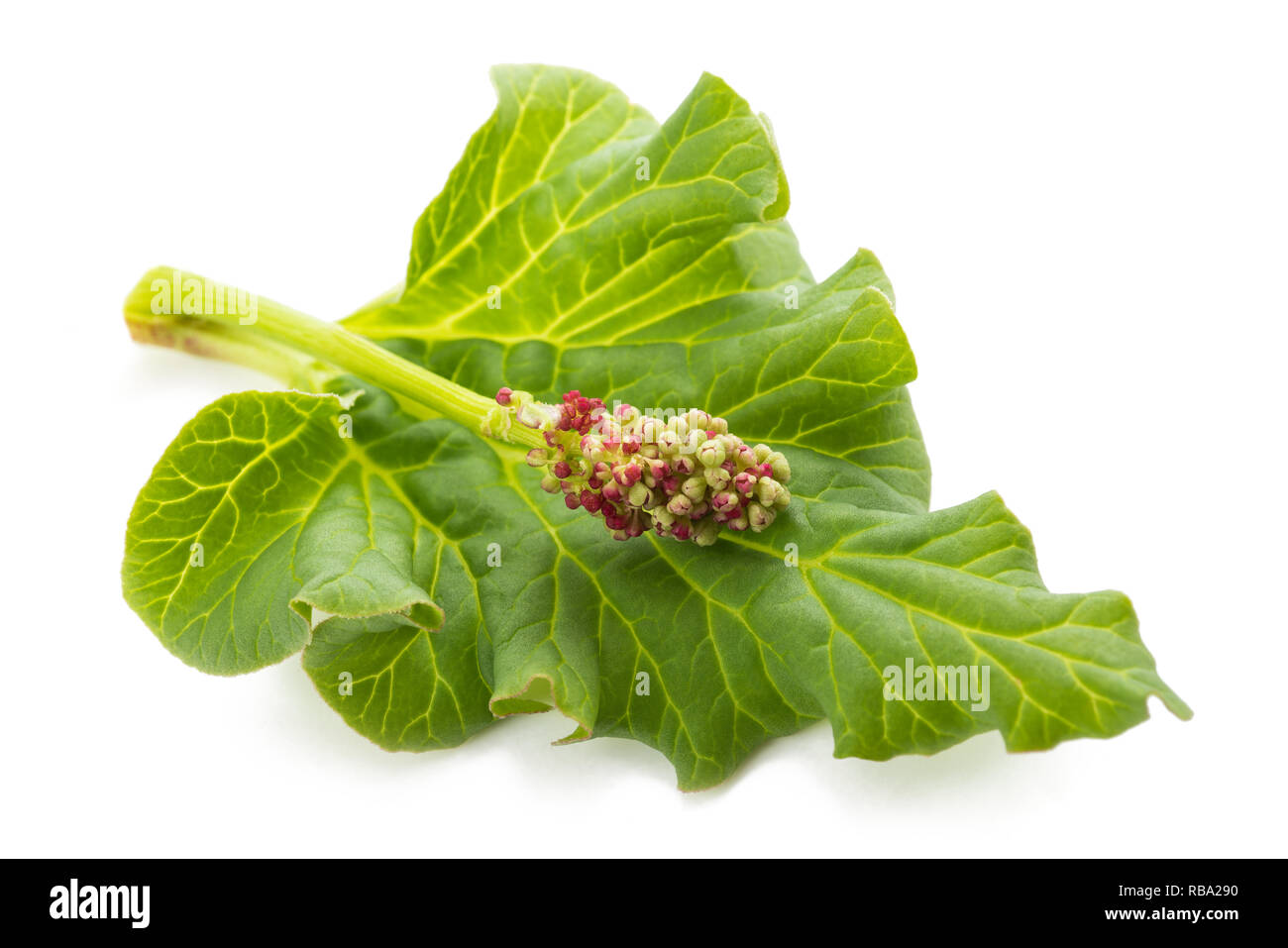 Englischer Rhabarber Stockfotos und -bilder Kaufen - Alamy