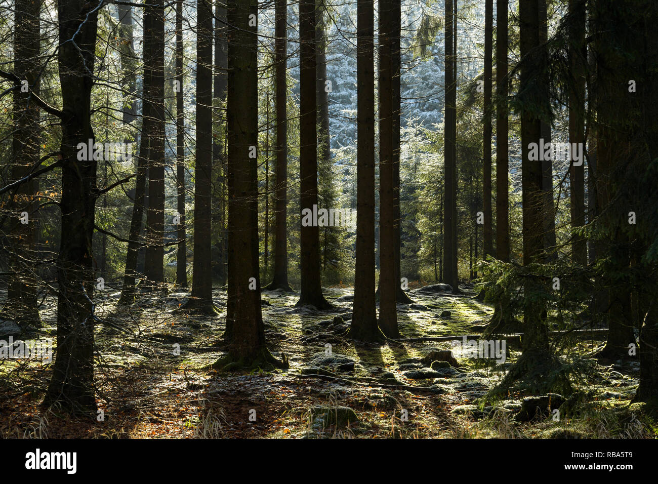 Nadelwald im winter -Fotos und -Bildmaterial in hoher Auflösung – Alamy