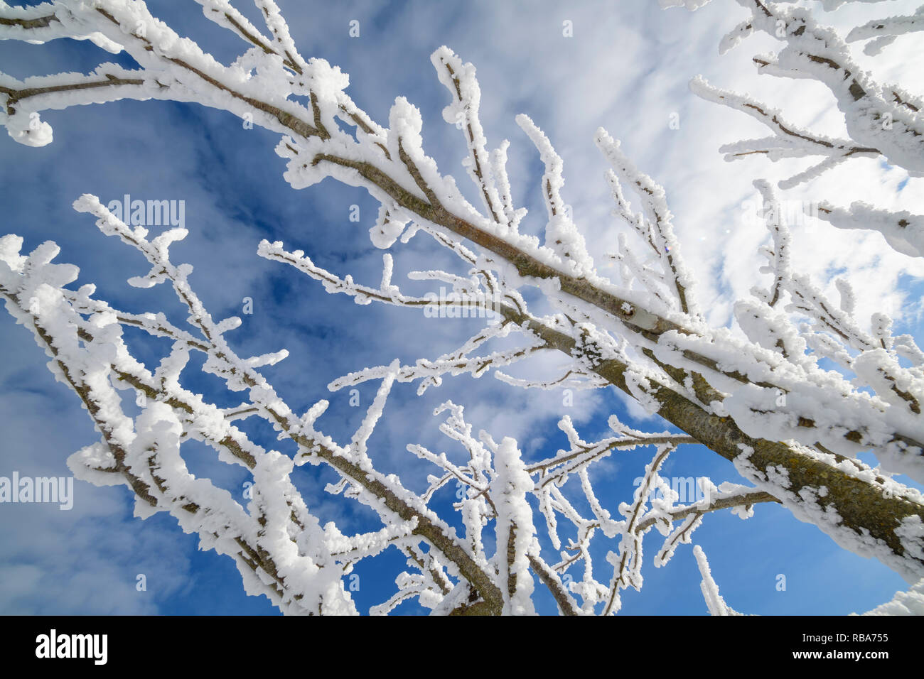 Schneebedeckten Zweig im Winter, Mount Fichtelberg, Oberwiesenthal ...