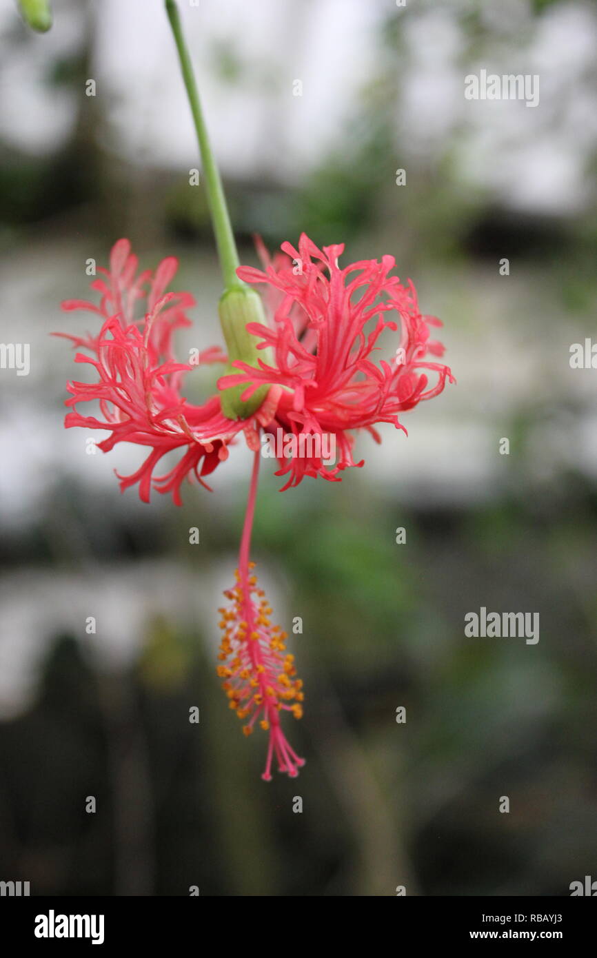Hibiscus schizopetalus gesaumter Rosmarin japanische Laterne Korallenhibiskus und Spinnenhibiskus wachsen auf der sonnigen Wiese Stockfotografie Alamy