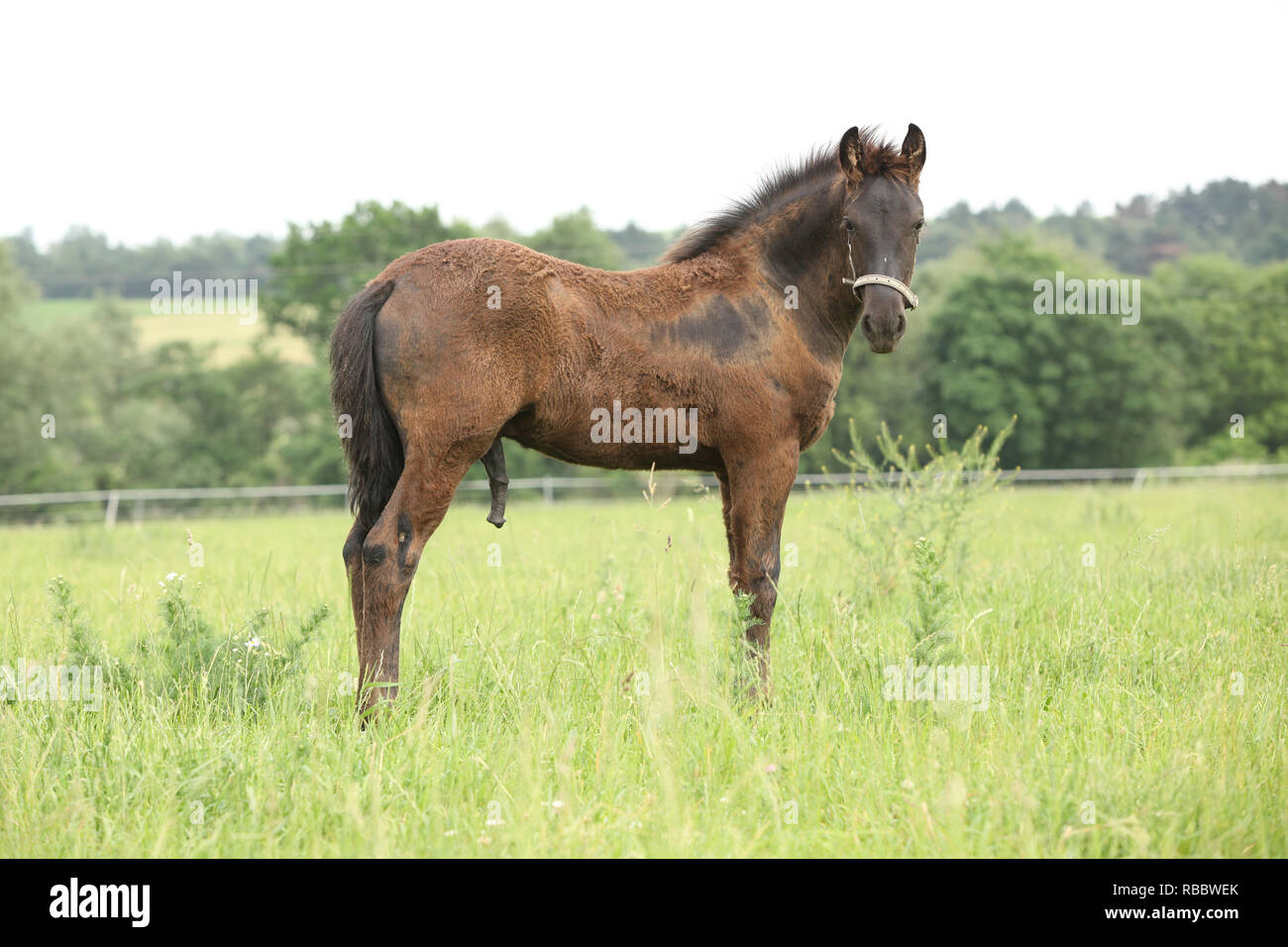 Friesen Fohlen Stockfotos und -bilder Kaufen - Alamy
