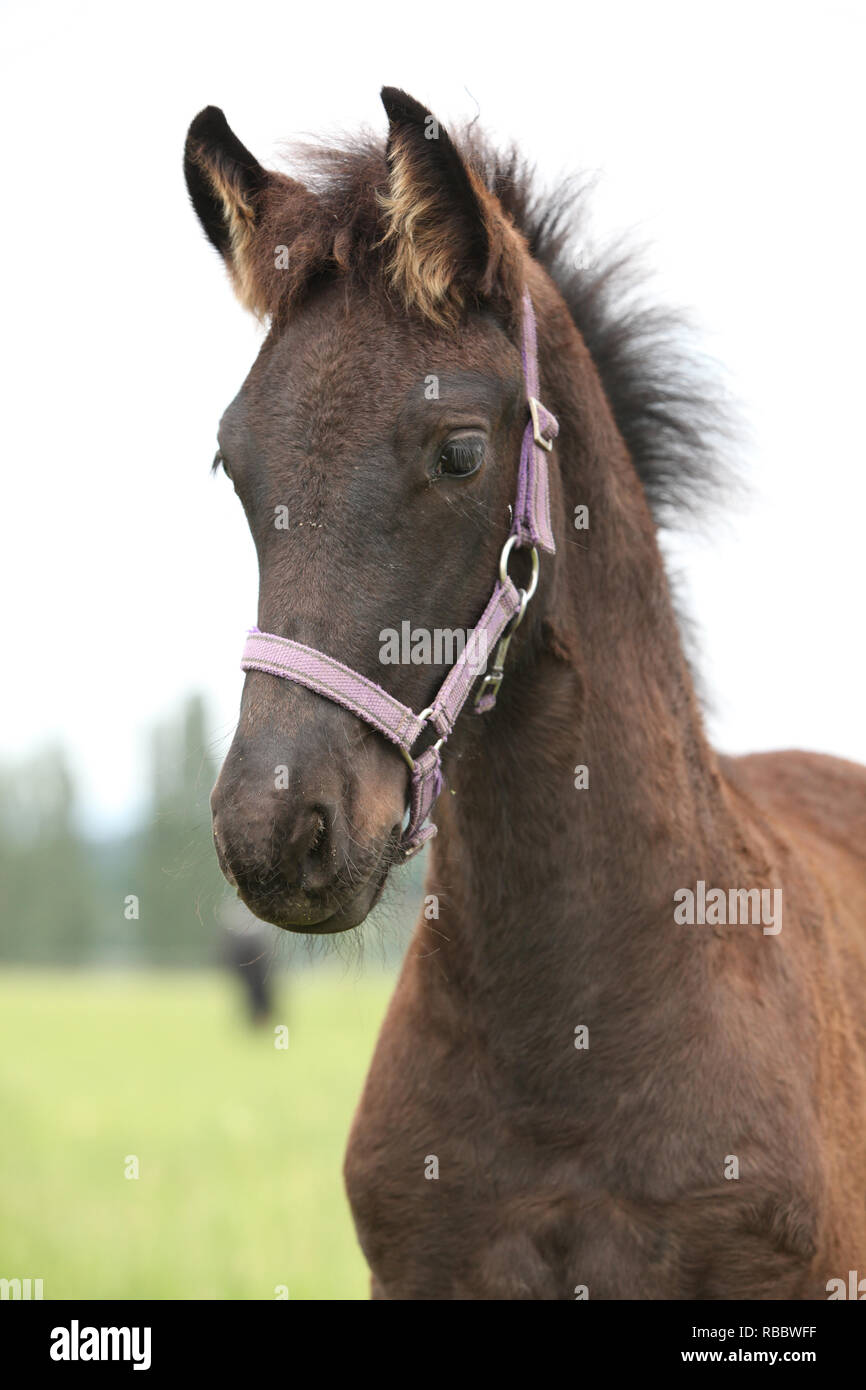 Friesen Fohlen Stockfotos und -bilder Kaufen - Alamy