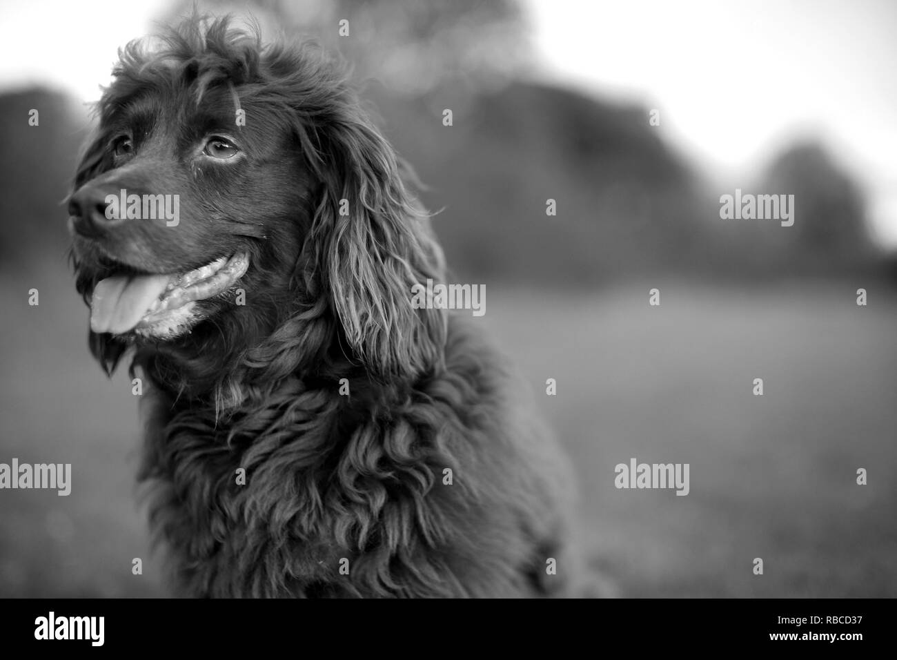Schwarz Weisser Cocker Spaniel Stockfotos und -bilder Kaufen - Alamy
