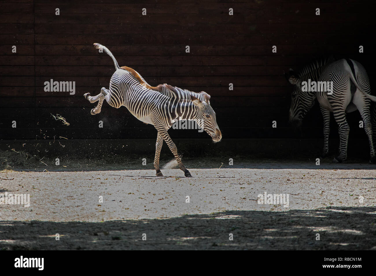 High spirited -Fotos und -Bildmaterial in hoher Auflösung – Alamy