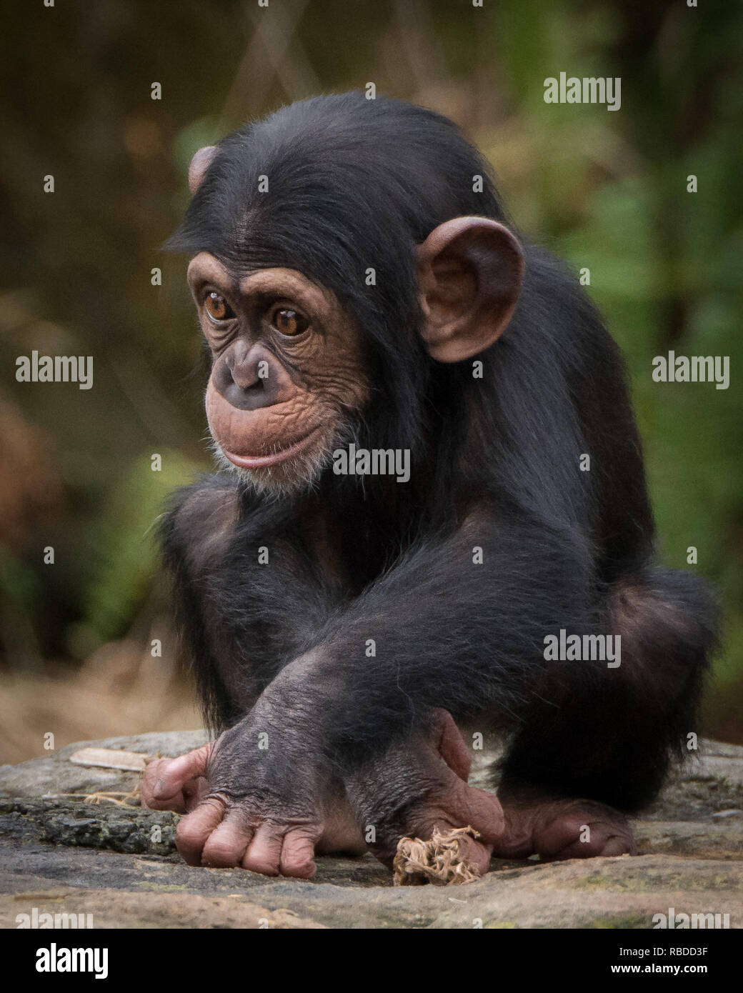 Schimpansen bilder -Fotos und -Bildmaterial in hoher Auflösung – Alamy