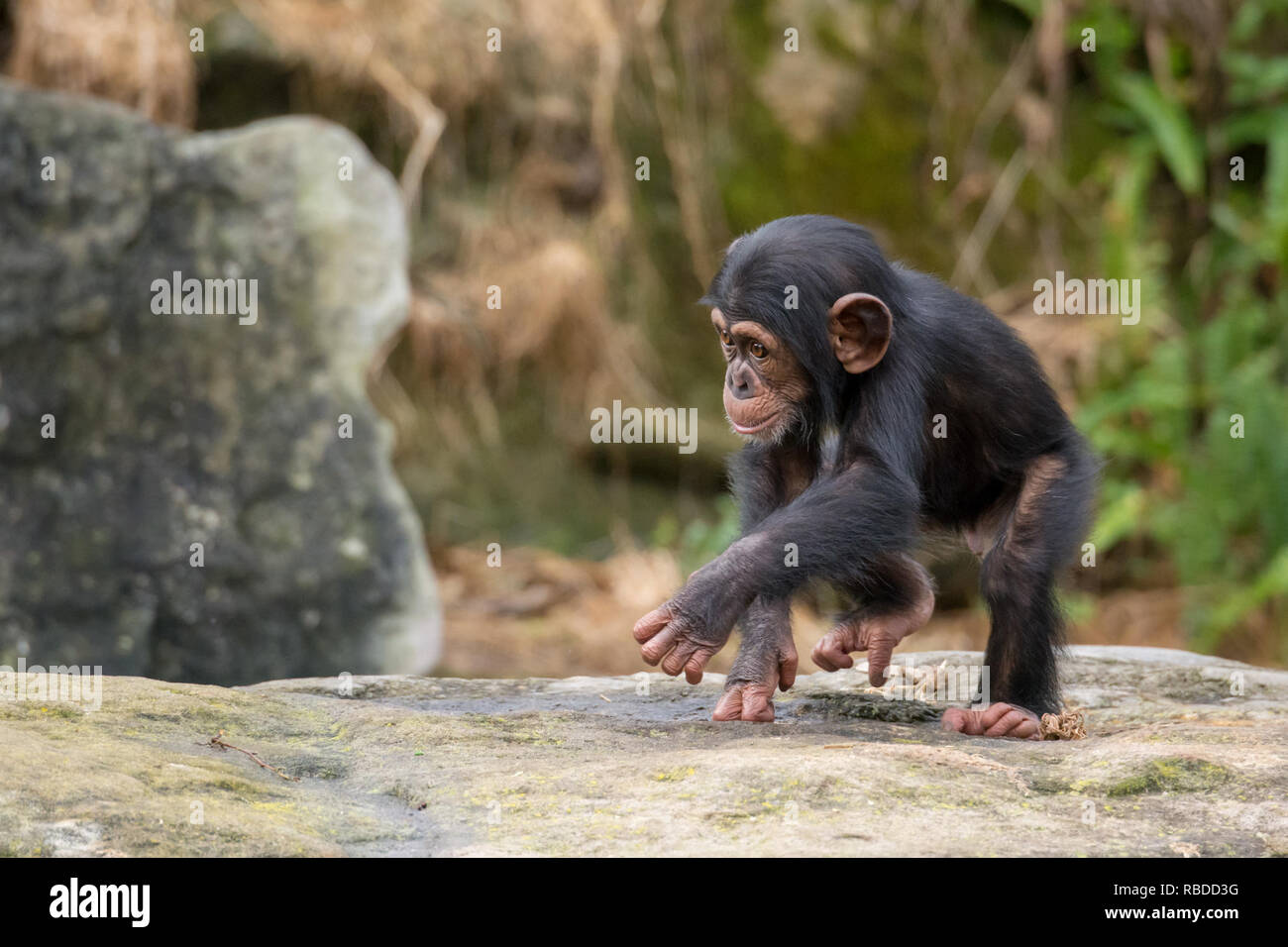 Schimpansen bilder -Fotos und -Bildmaterial in hoher Auflösung – Alamy