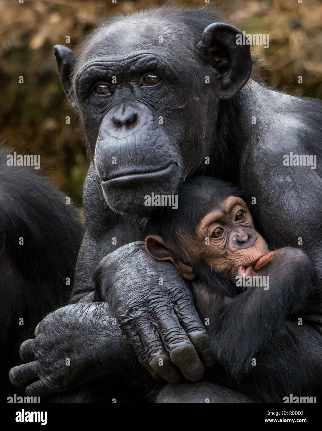 Schimpansen bilder -Fotos und -Bildmaterial in hoher Auflösung – Alamy