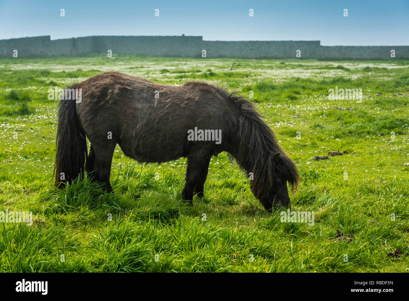 Pferd pony schottland -Fotos und -Bildmaterial in hoher Auflösung – Alamy