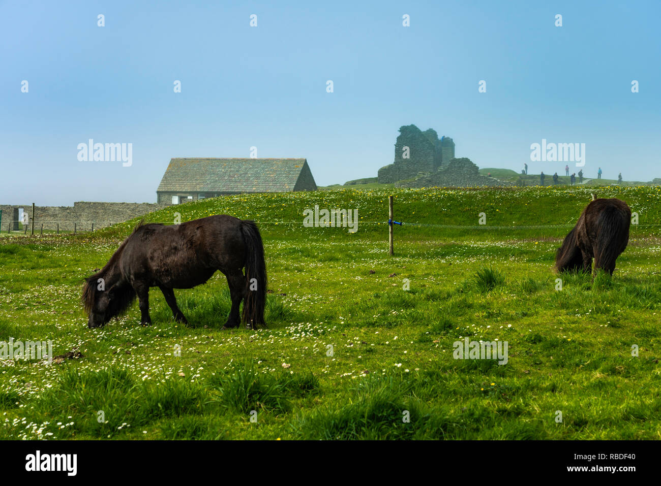 Pferd pony schottland -Fotos und -Bildmaterial in hoher Auflösung – Alamy