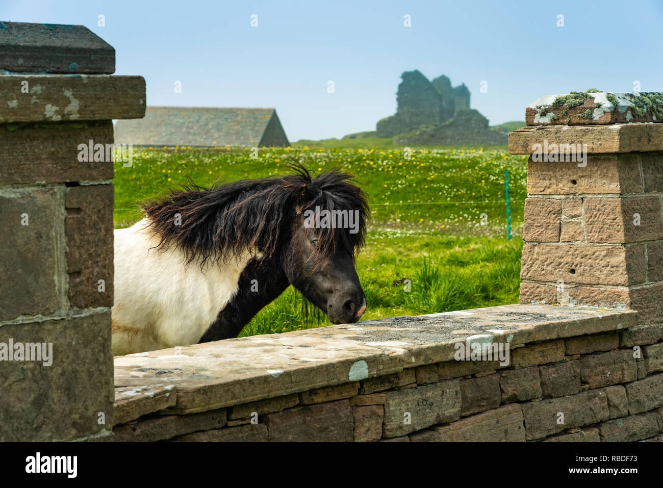 Pferd pony schottland -Fotos und -Bildmaterial in hoher Auflösung – Alamy