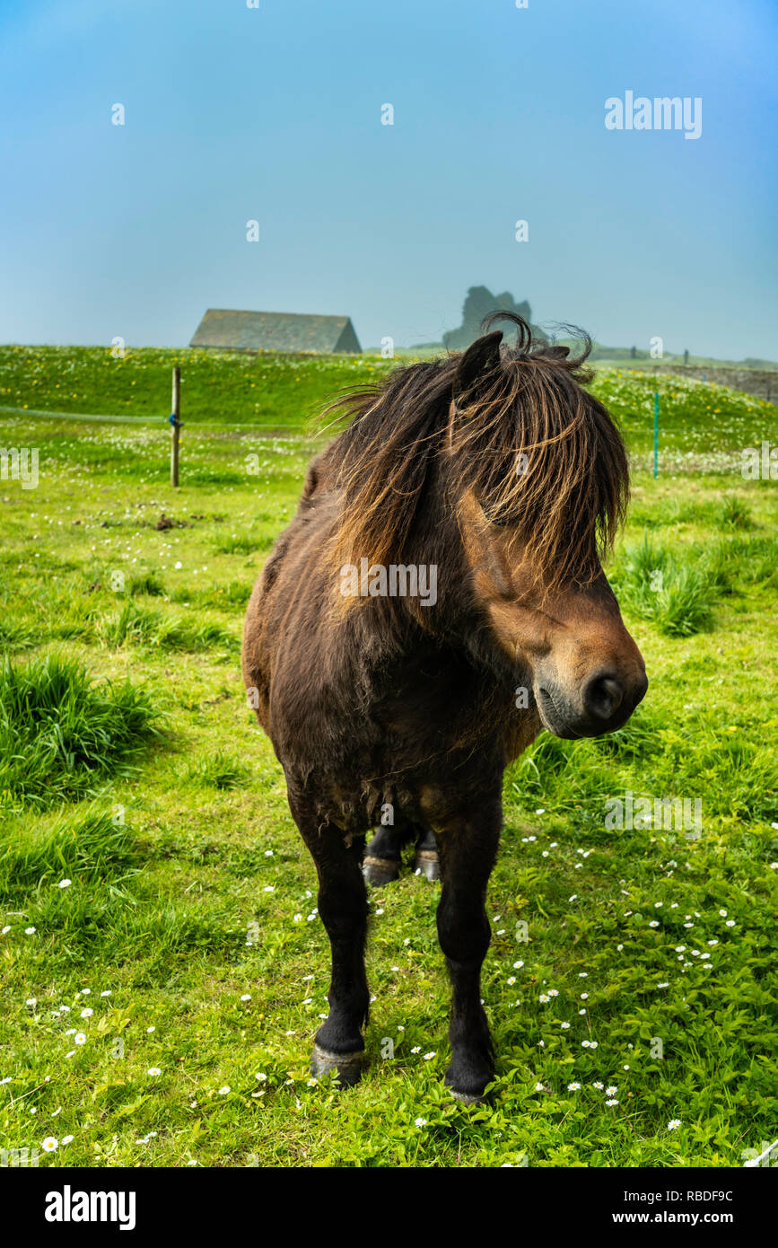 Pferd pony schottland -Fotos und -Bildmaterial in hoher Auflösung – Alamy
