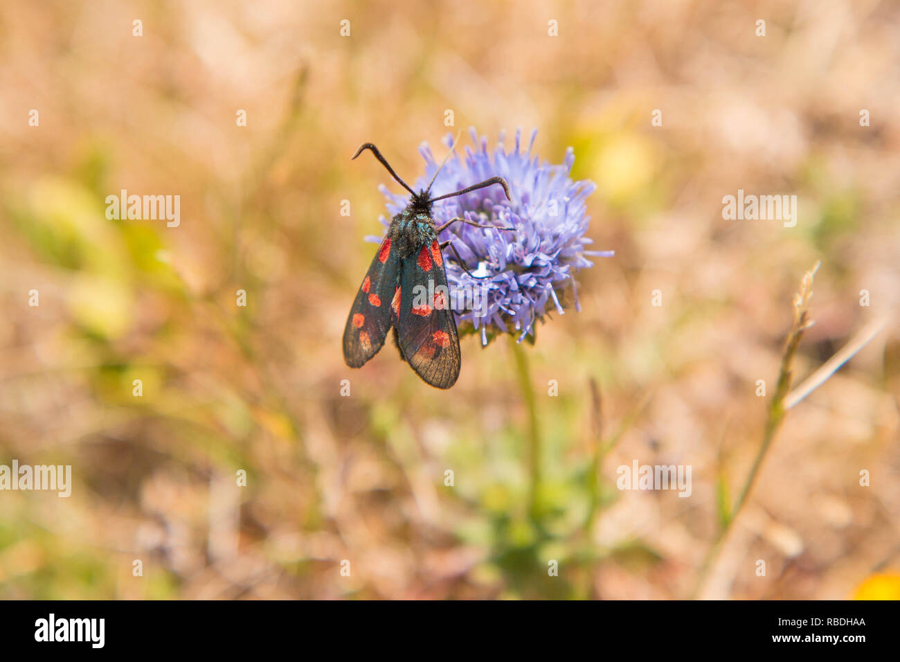 Rote und schwarze motte -Fotos und -Bildmaterial in hoher Auflösung – Alamy